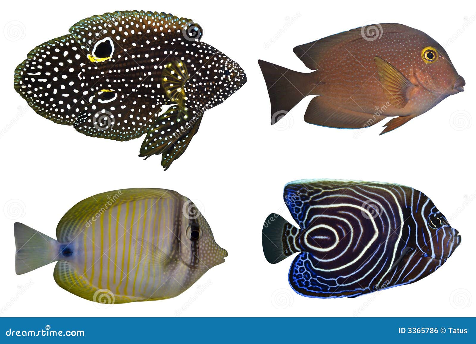 Four Tropical Fishes Isolated Stock Photo - Image of colored, isolated ...