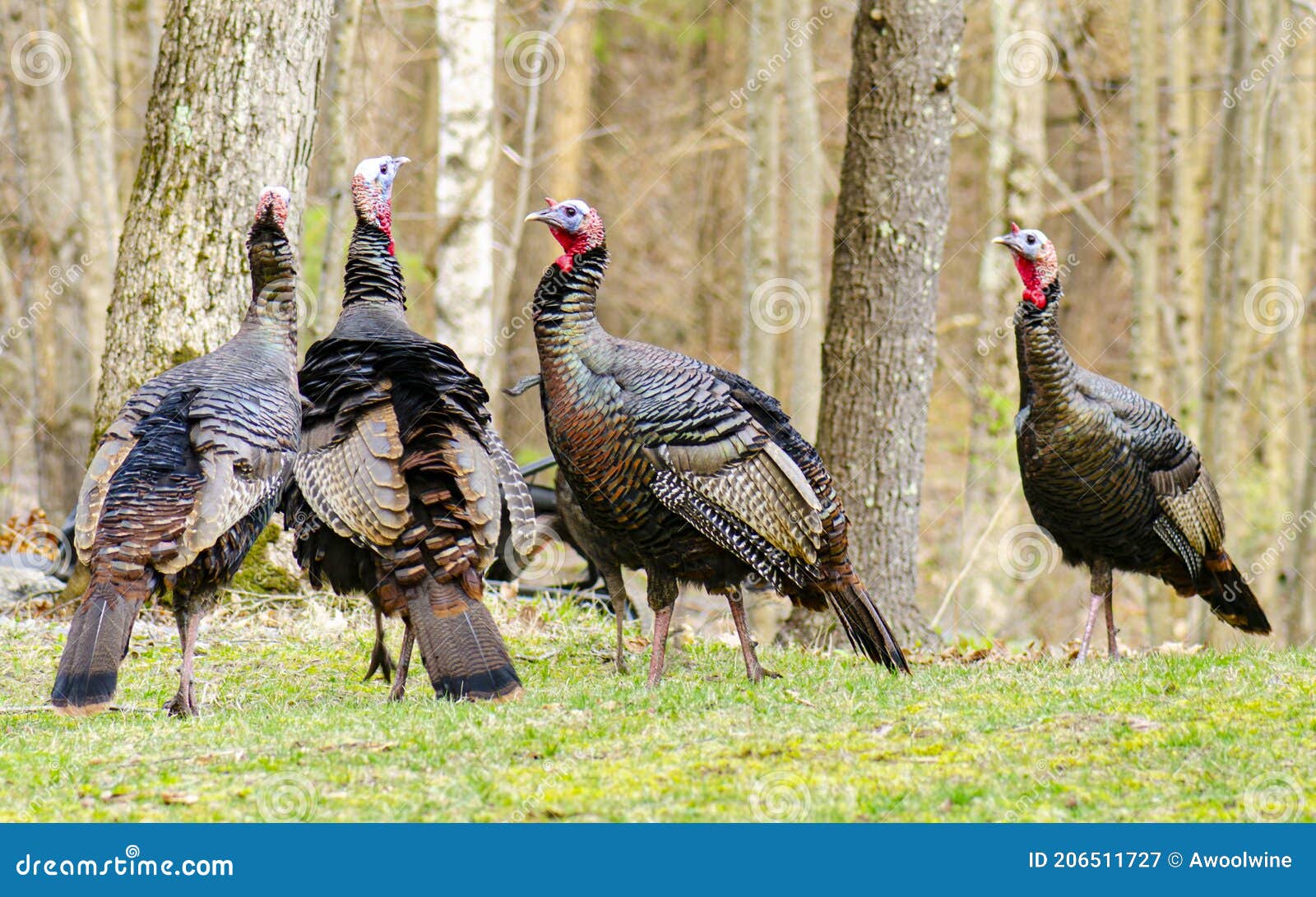 Four Turkeys on Lawn with Trees in Back Stock Image - Image of farming ...