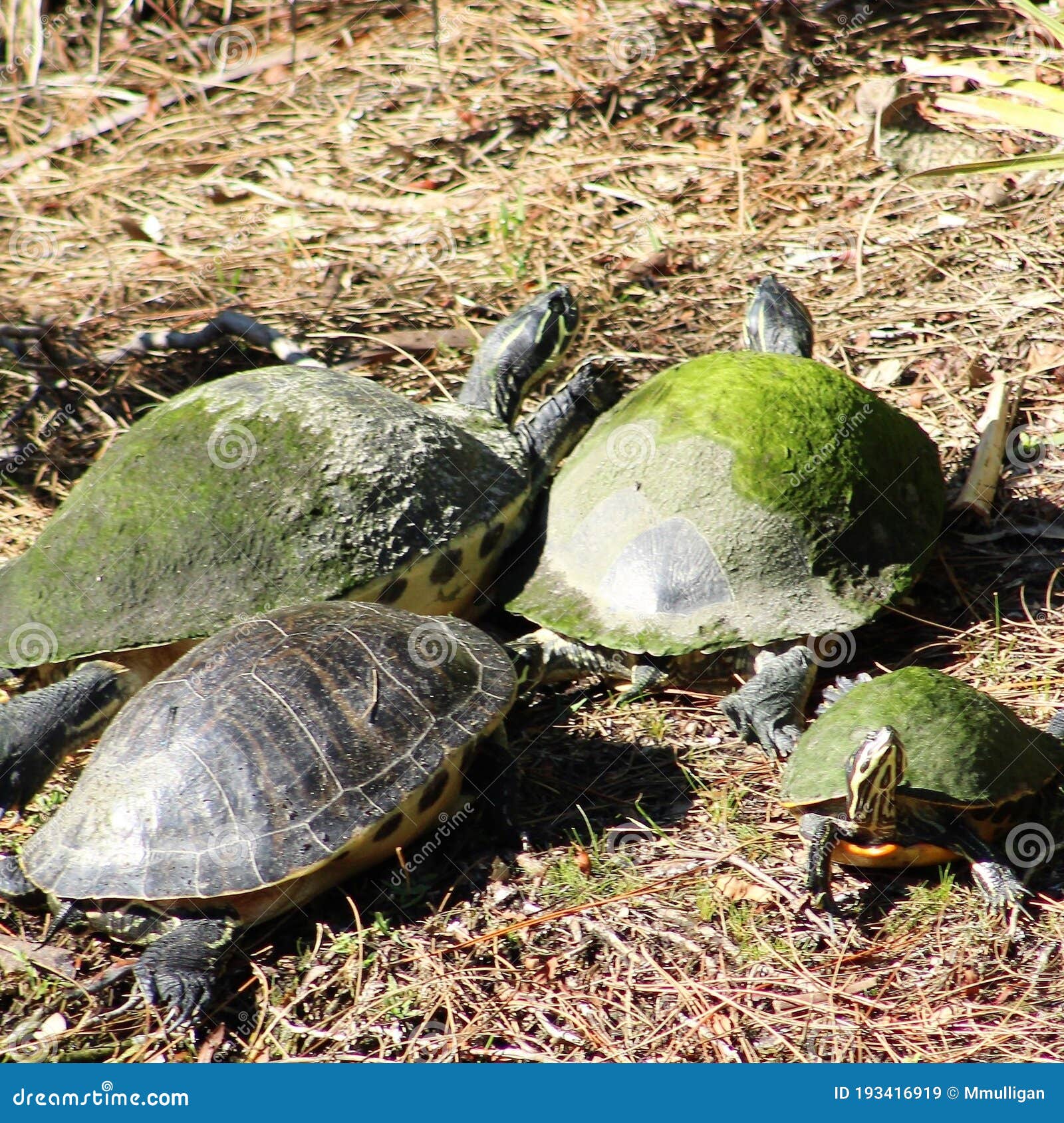 Four Turtles On A Rock Sleeping In A Pond In The Park Of The Quinta De ...