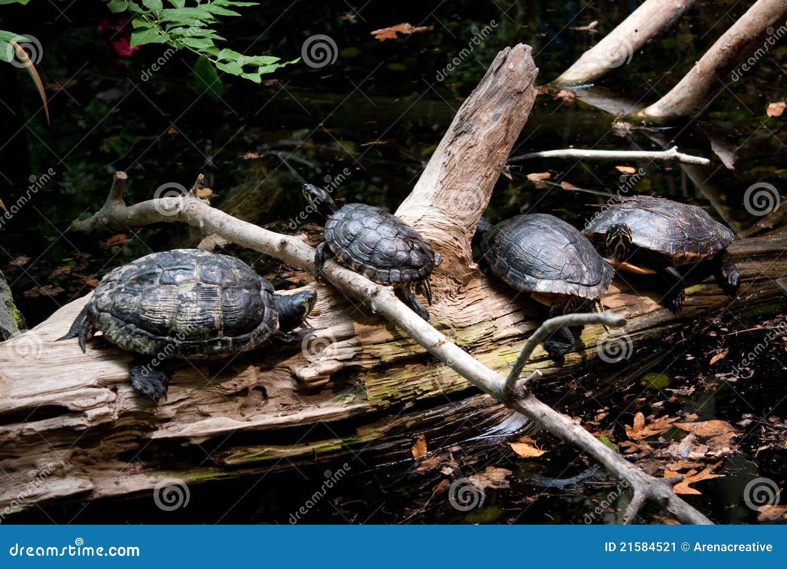Four Turtles On A Rock Sleeping In A Pond In The Park Of The Quinta De ...