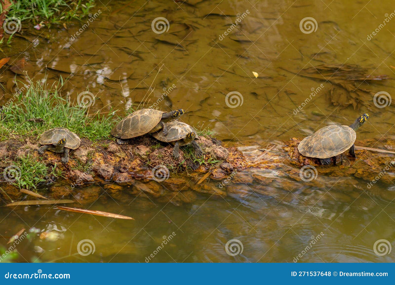 Four Turtles Together on Rocks. Stock Photo - Image of park, exotic ...