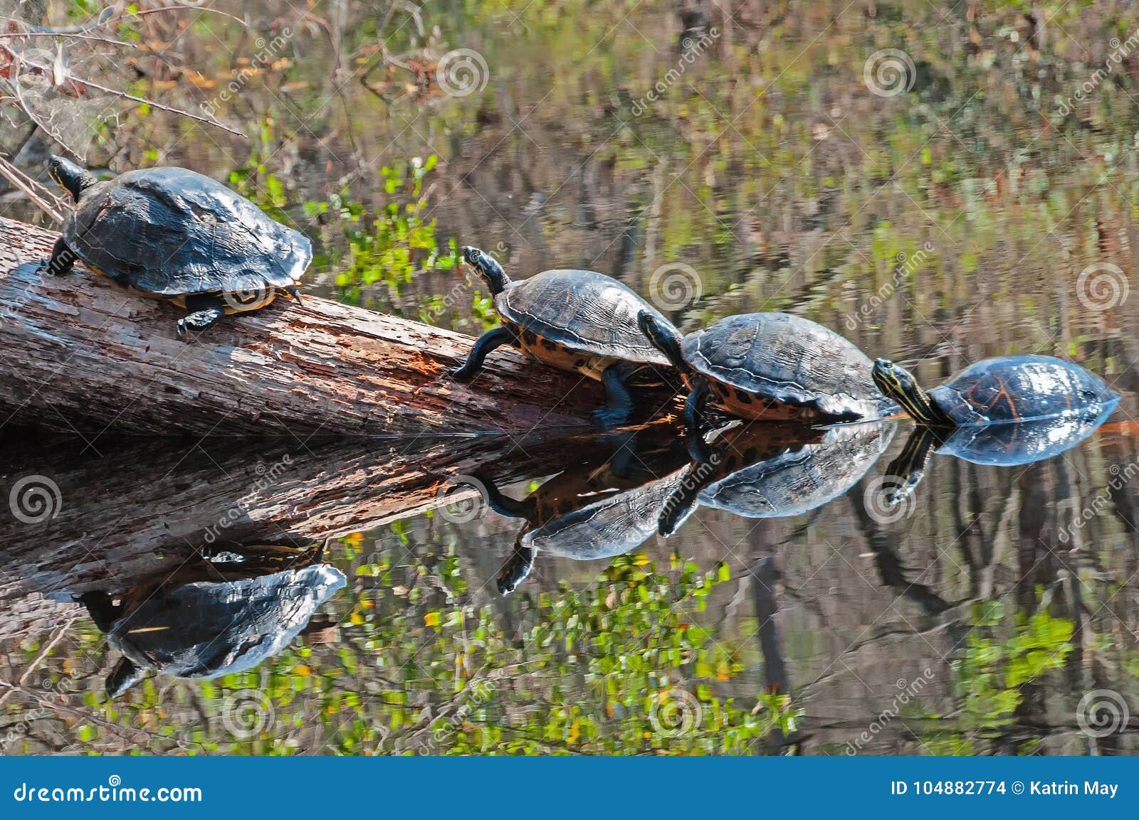 Four Turtles on a Tree Trunk Mirroring in the Water Stock Photo - Image ...