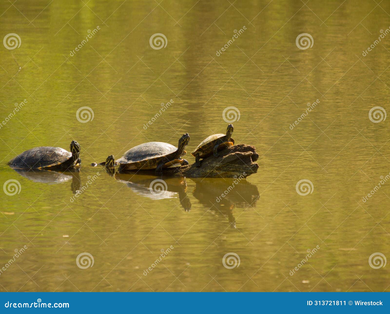 Four Turtles are in the Water and One is Facing Forward Stock Image ...