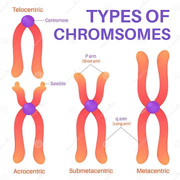 Four Types of Human Chromosome. Stock Vector - Illustration of ...