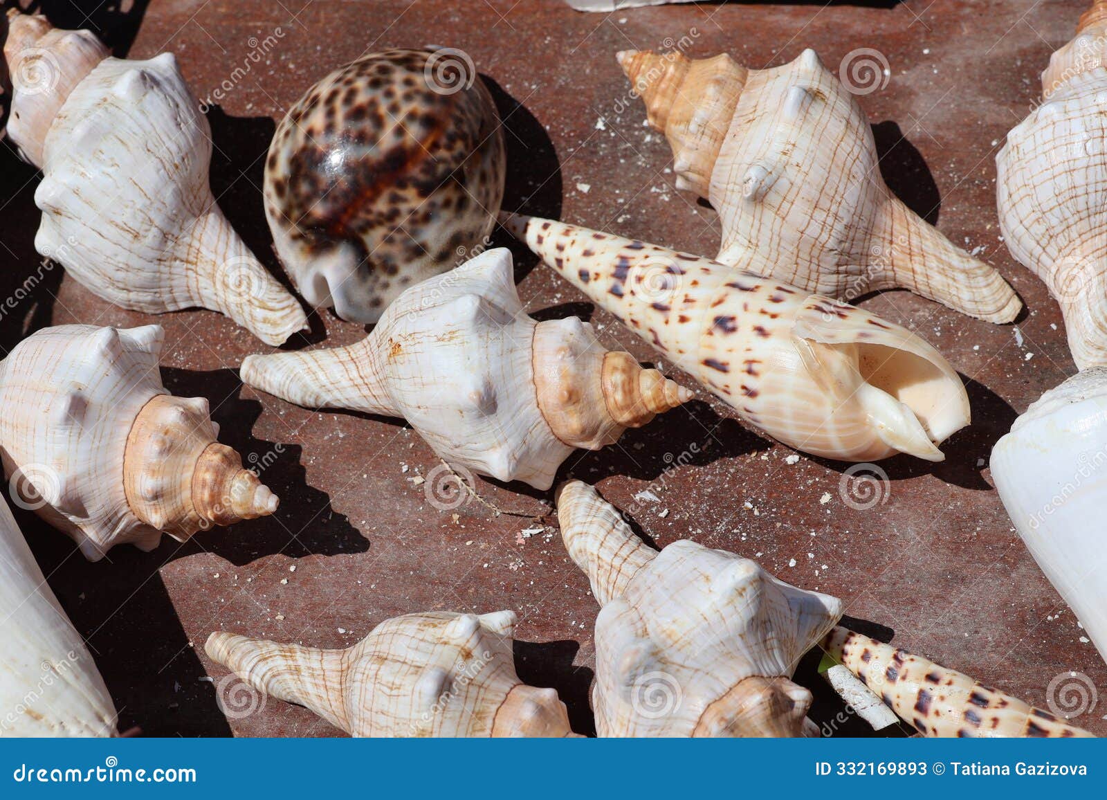 Four Types of Shells of White Color Stock Image - Image of cuisine ...