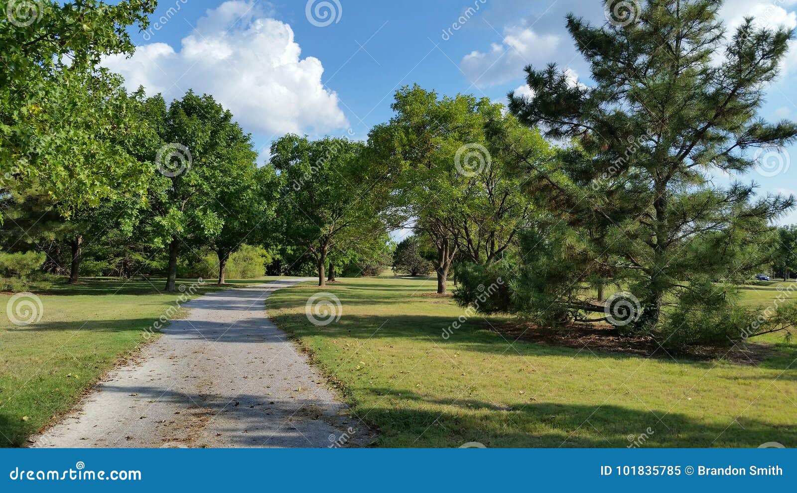 Tree Variety Along Pathway stock image. Image of evergreen - 101835785