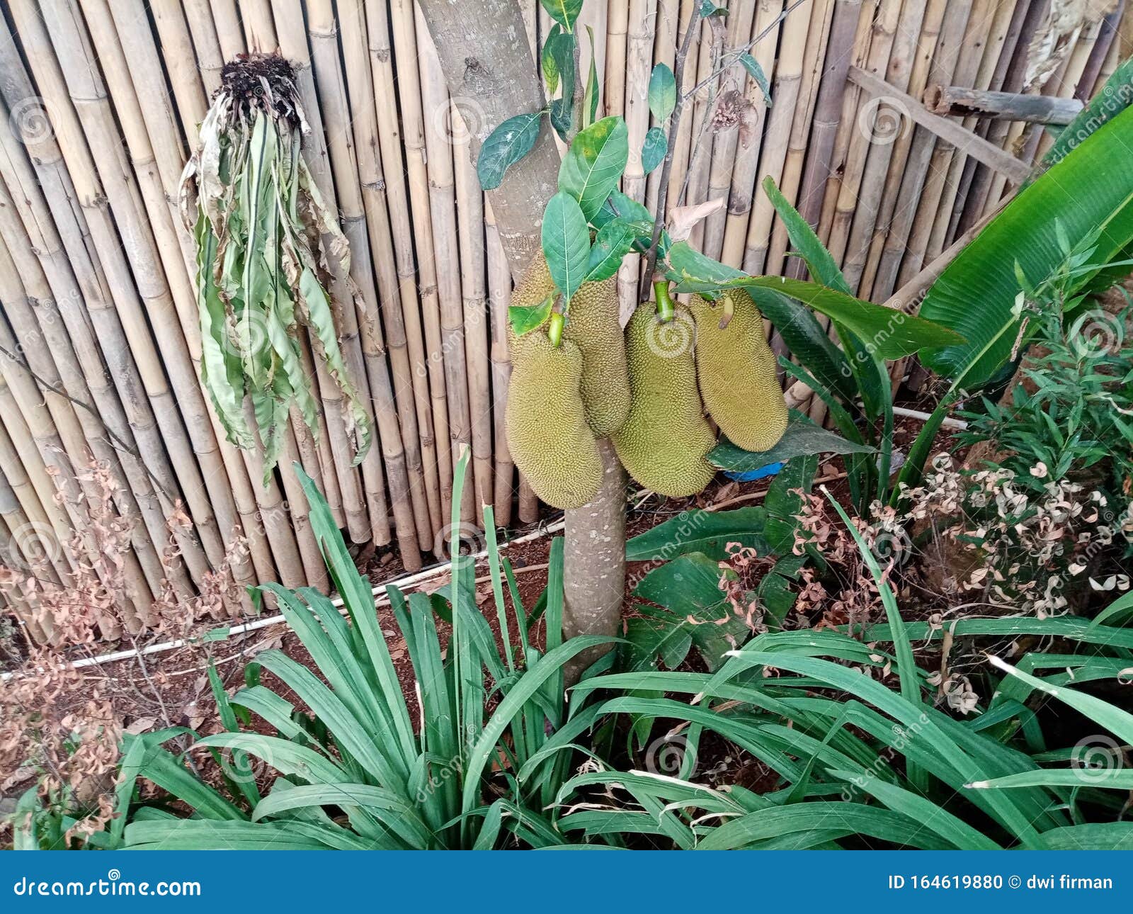 Four Unripe Jackfruit. Stick To Her Request Stock Photo - Image of ...