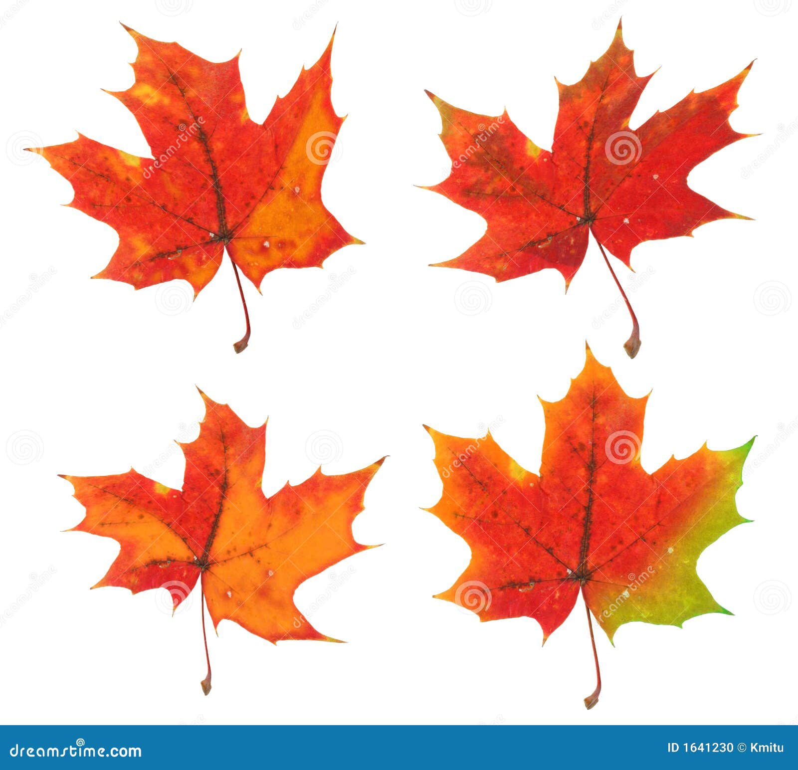 Four Variants of the Same Maple Leaf Stock Photo - Image of detail ...