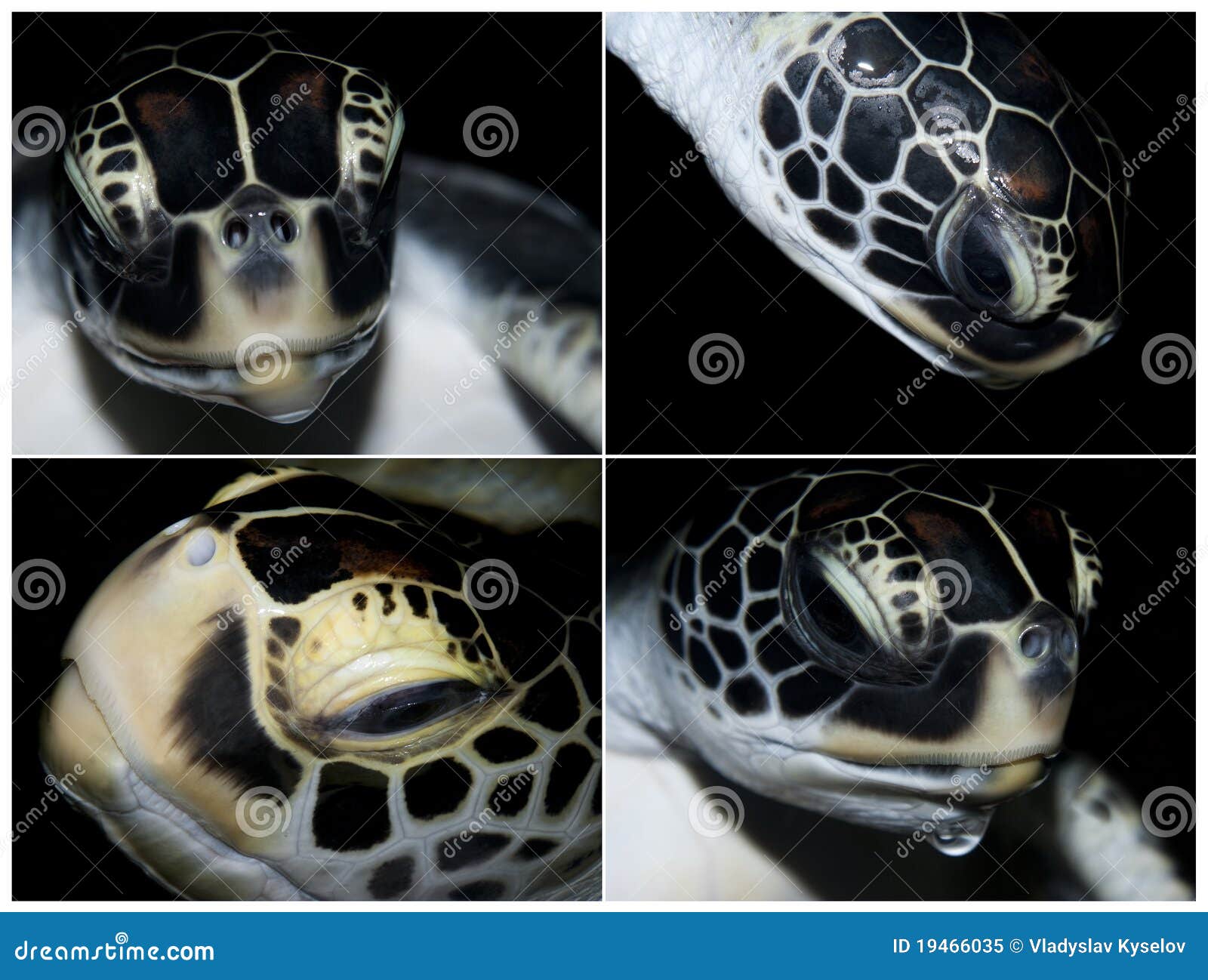 Four View Heads Of Sea Turtle Stock Image - Image of four, turtle: 19466035