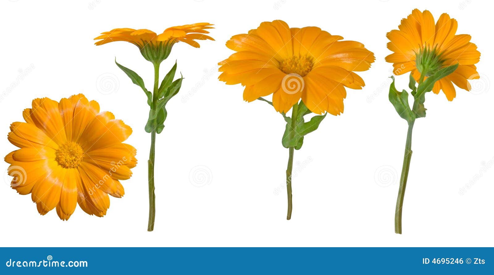 Yellow Marigold Image, With Pastel Color | CartoonDealer.com #137994022