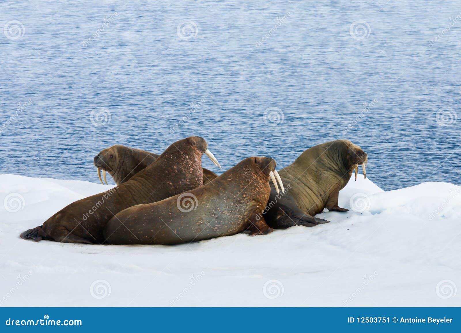 Four Walrus Lying on the Snow Stock Image - Image of chilly, outside ...