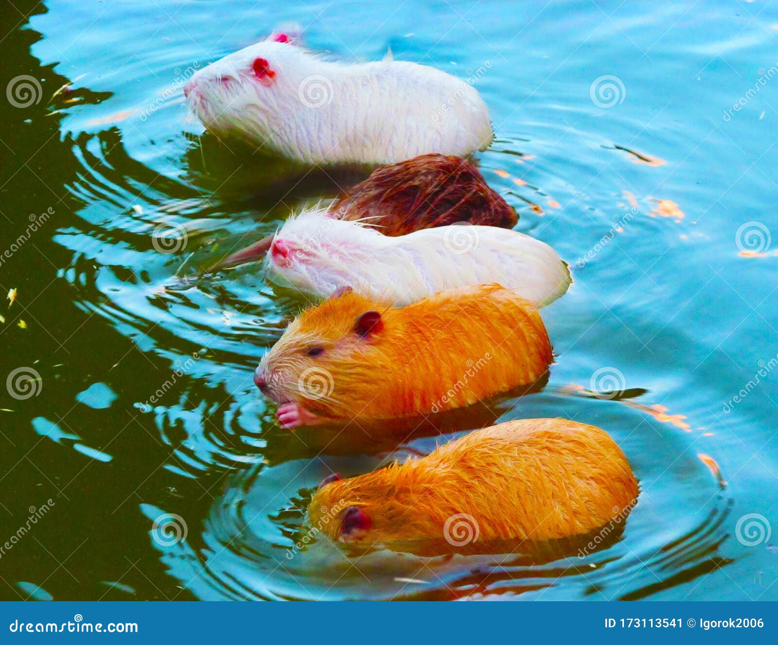 Four Water Rats in a Zoo Look in the Same Direction. Stock Image ...