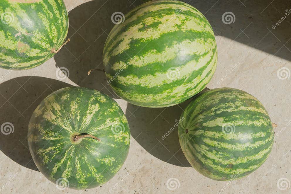 Four Watermelons on the Floor in Sun Light Stock Image - Image of ...