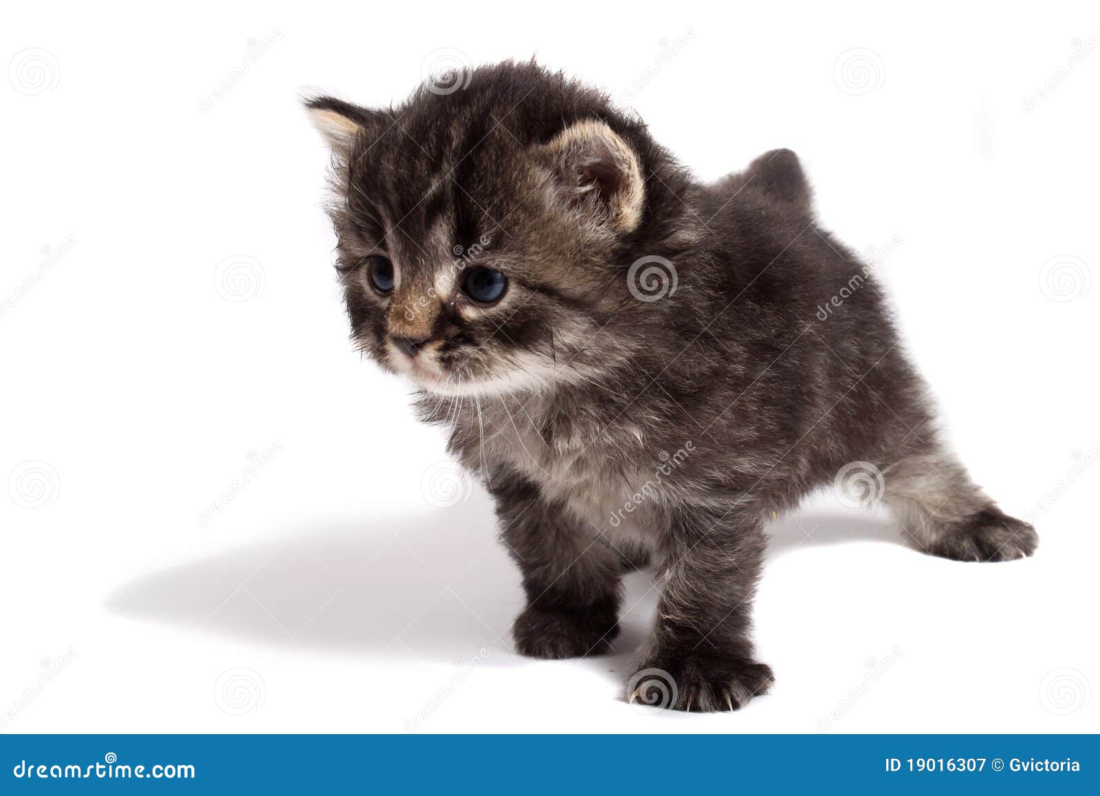 Four week old kitten stock image. Image of tiny, paws - 19016307