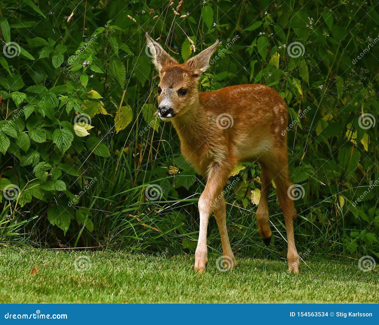 Four Weeks Young Wild Roe Deer, Capreolus Capreolus Stock Photo - Image ...