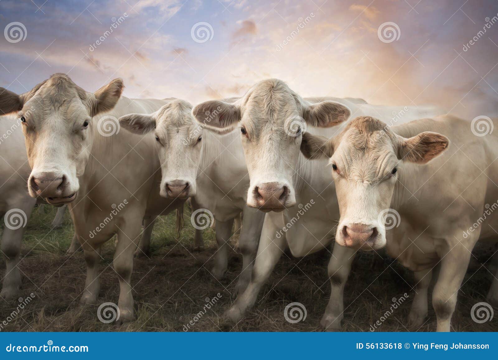 Four white cows stock photo. Image of cattle, beef, face - 56133618