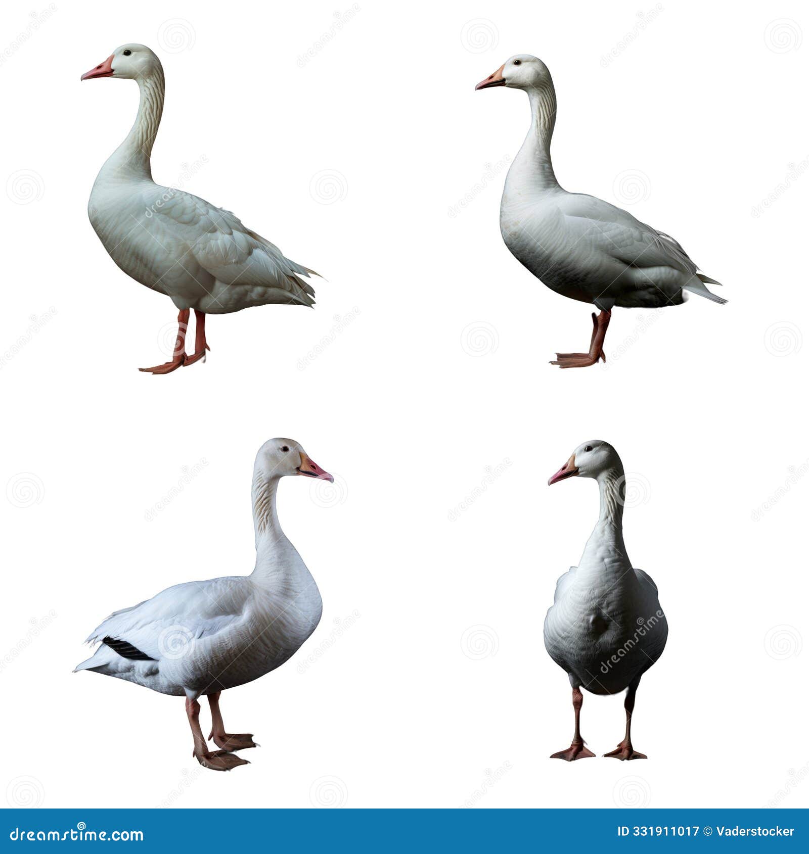 Four White Geese in Different Poses on a White Background Stock ...