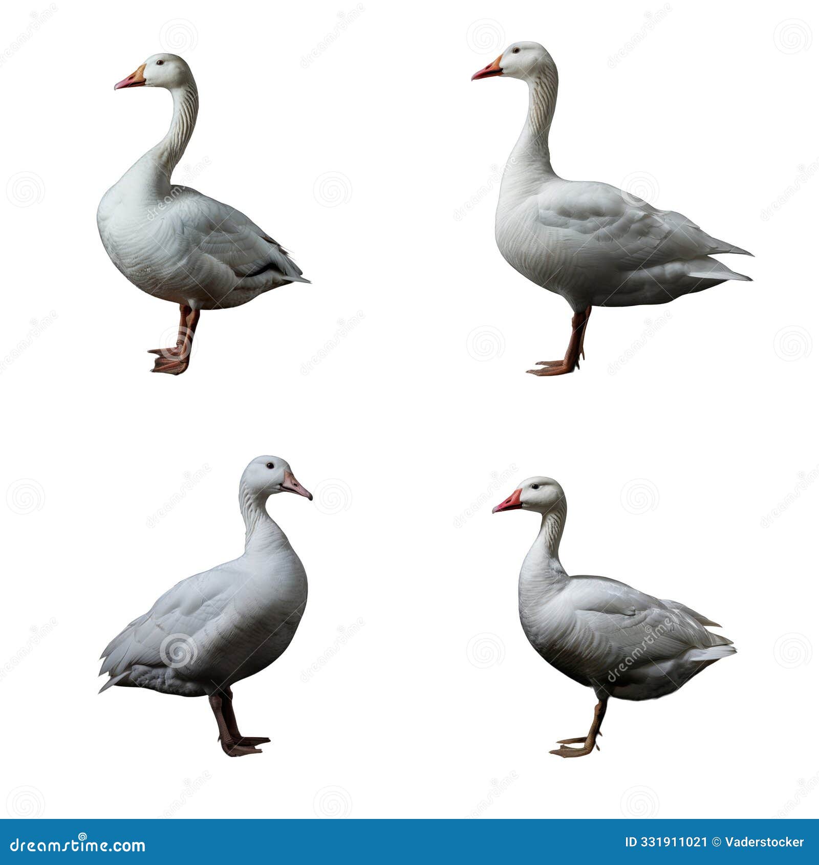 Geese In Different Poses. Vector Hand Drawn | CartoonDealer.com #279008666
