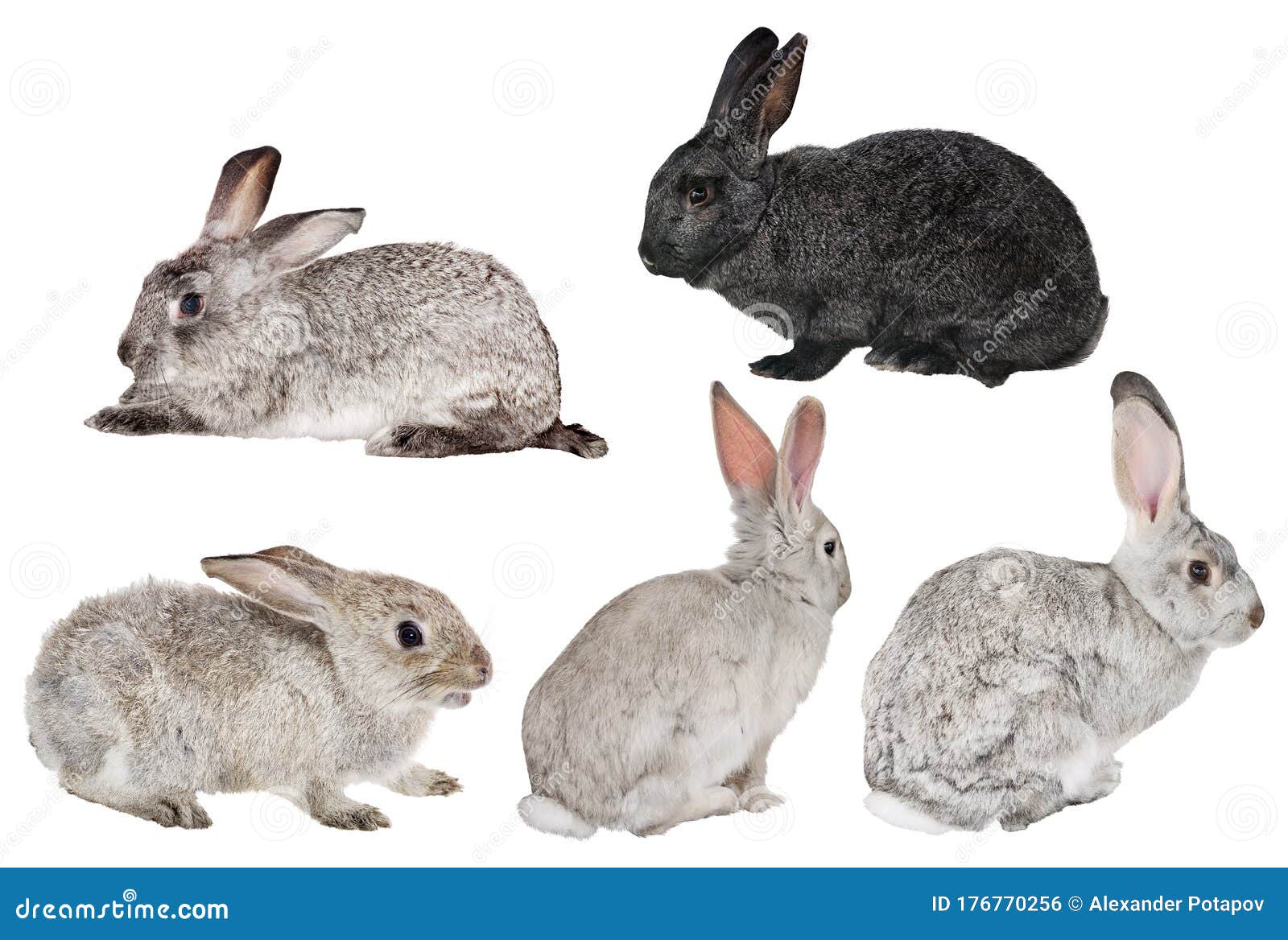 Five Rabbits Stock Photo | CartoonDealer.com #4376160