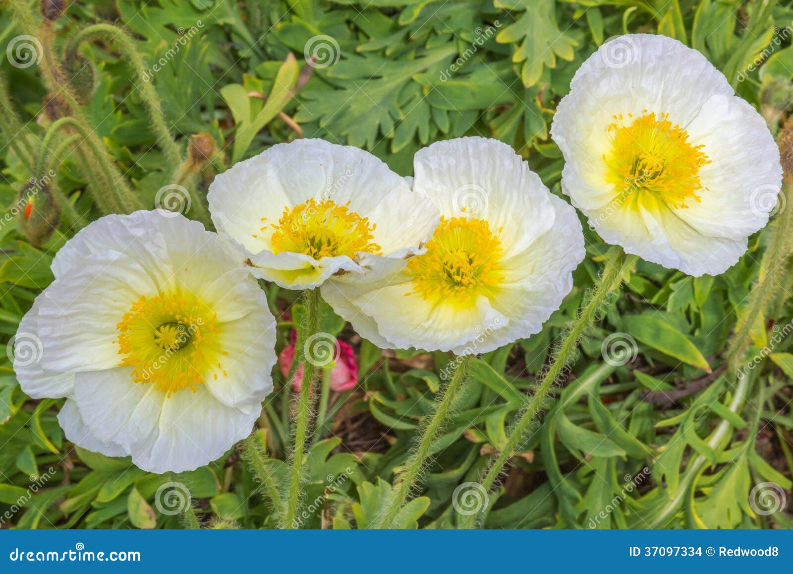 Four White Poppies stock photo. Image of poppy, poppies - 37097334