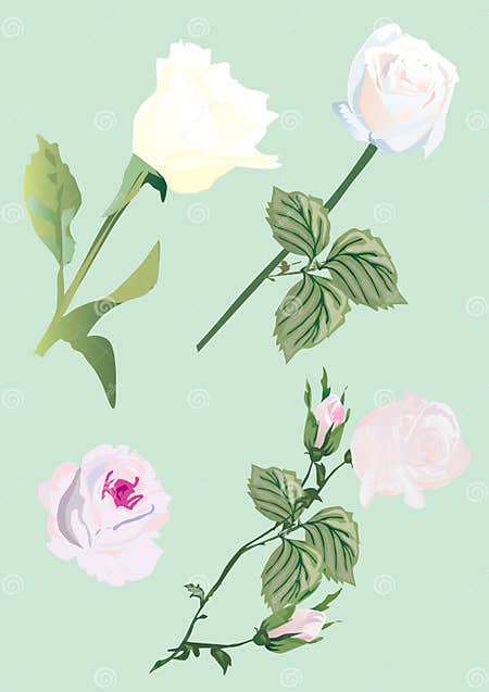 Four White Roses Illustration Stock Vector - Illustration of flowers ...