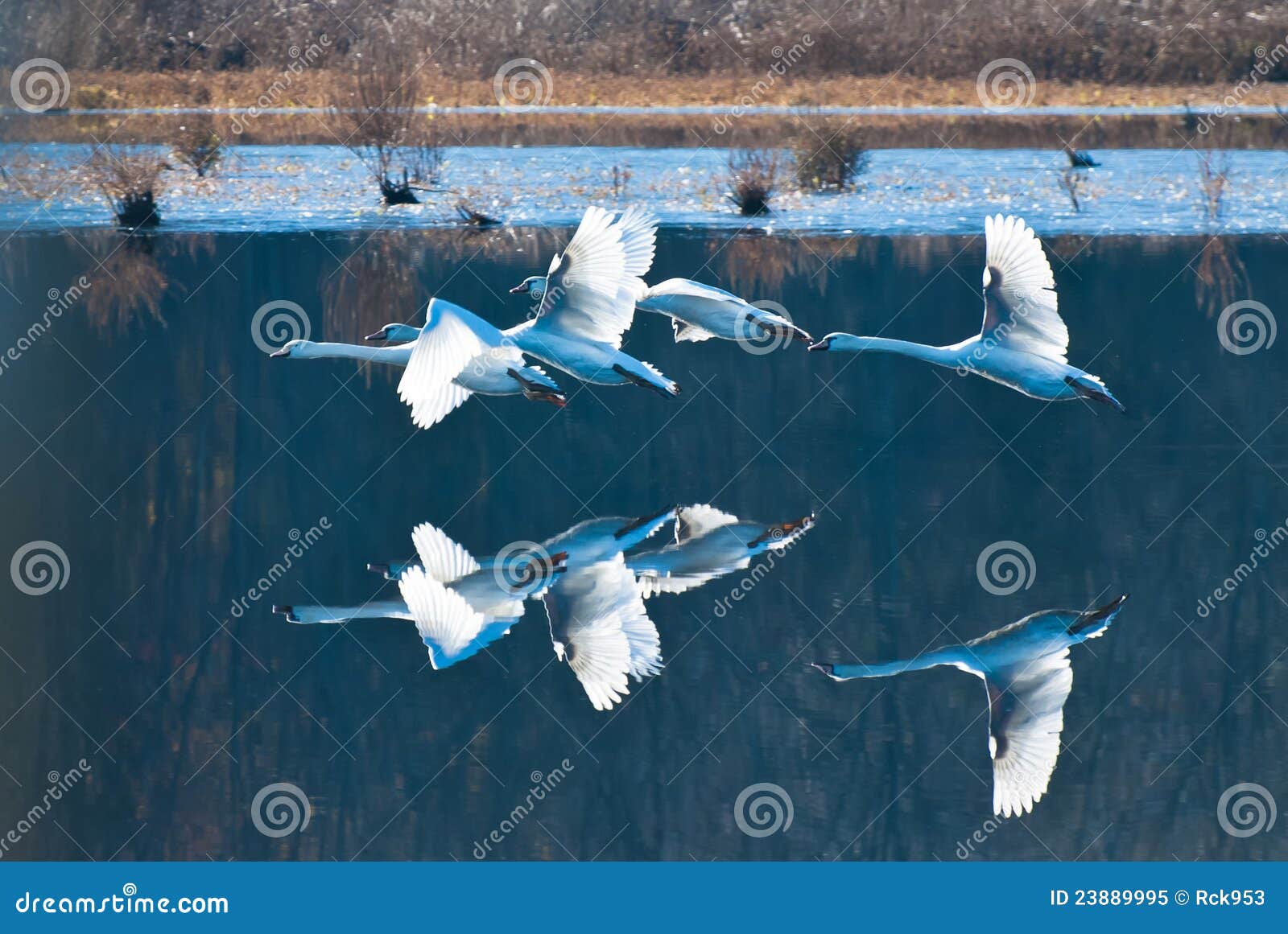Four White Swam Flying Over Still Blue Water Stock Image - Image of ...