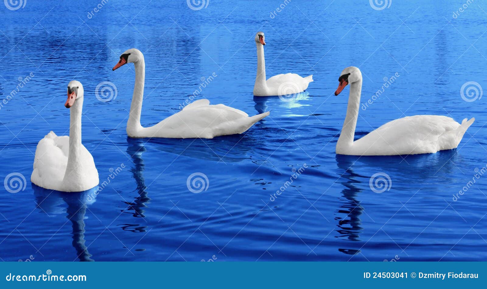 Four White Swans Floats in Blue Water Stock Image - Image of graceful ...