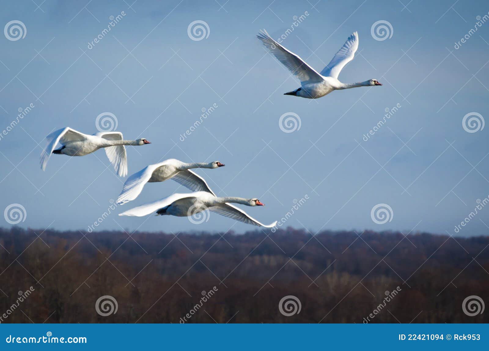 Four White Swans Flying in a Blue Sky Stock Photo - Image of flight ...