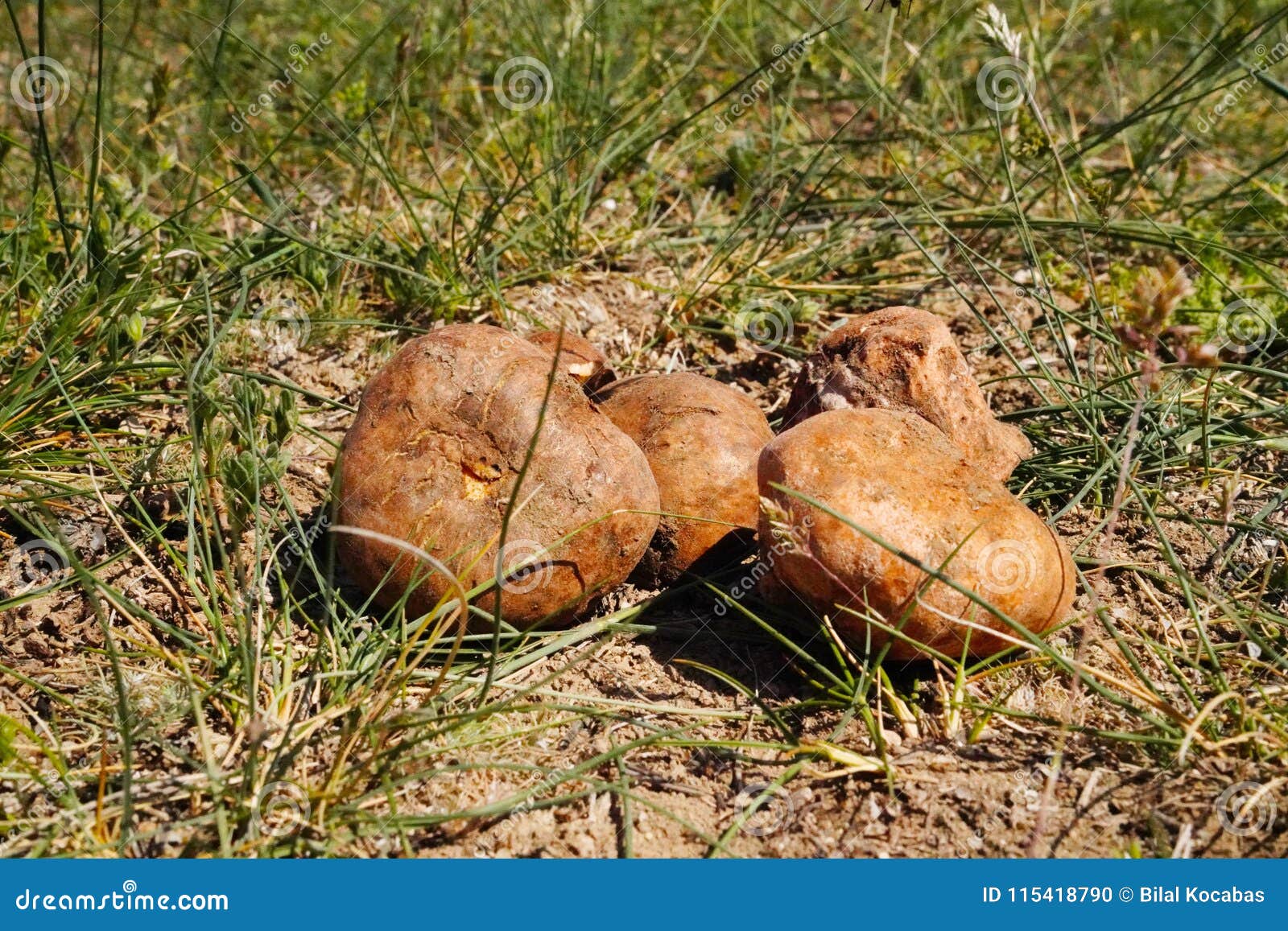 White truffles on ground stock photo. Image of langhe - 115418790
