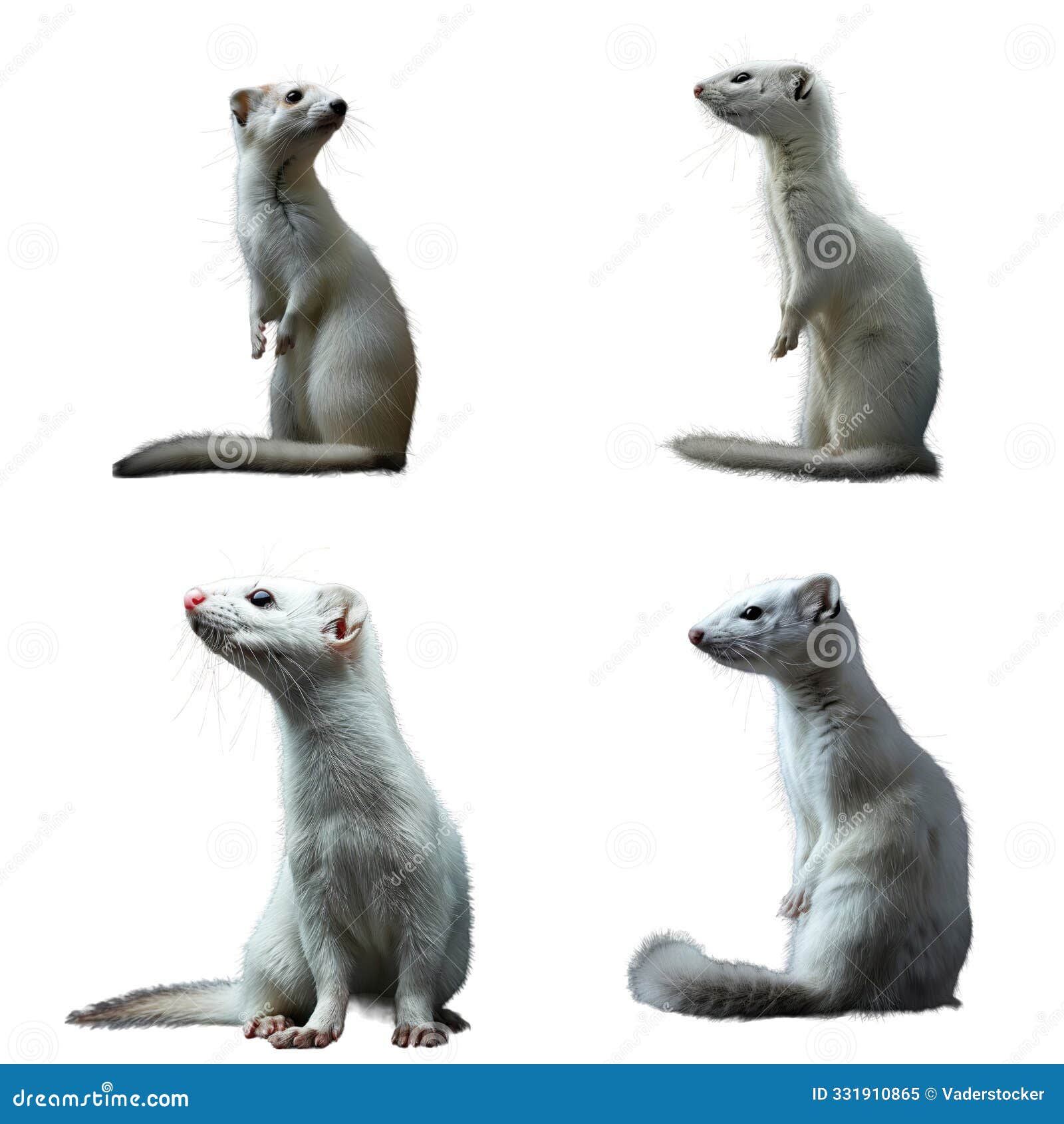 Four White Weasels Sitting Upright and Looking Up Stock Illustration ...