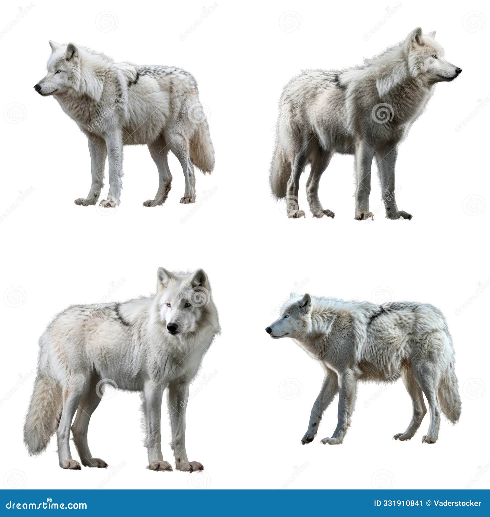 Four White Wolves Posing Against a White Background Stock Illustration ...
