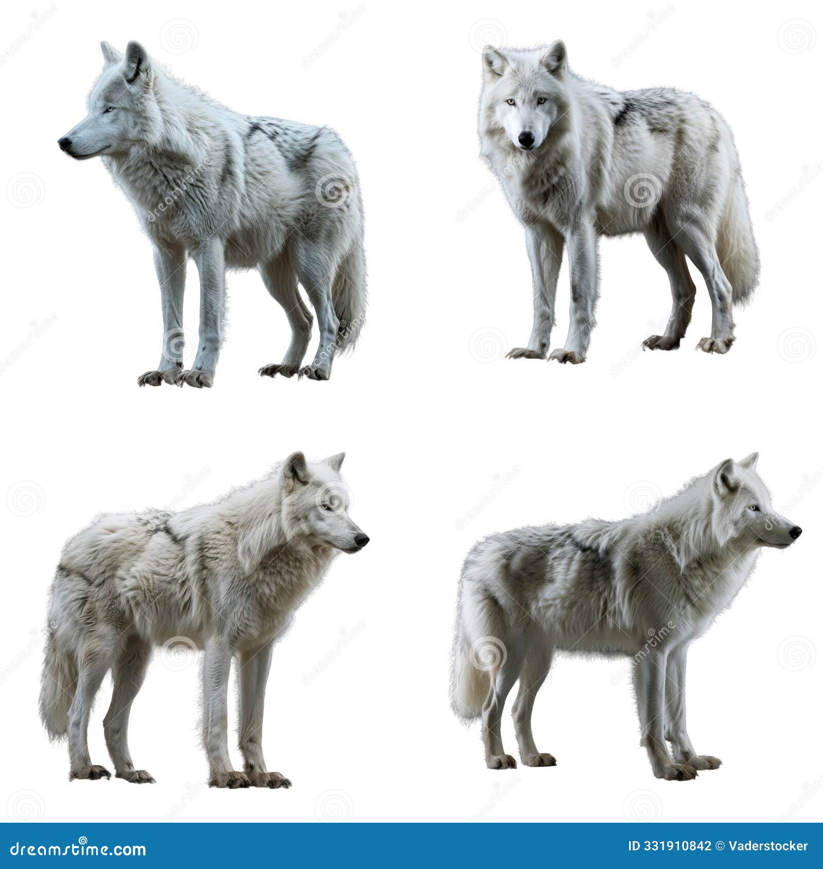 Four White Wolves Standing Isolated on White Background Stock ...