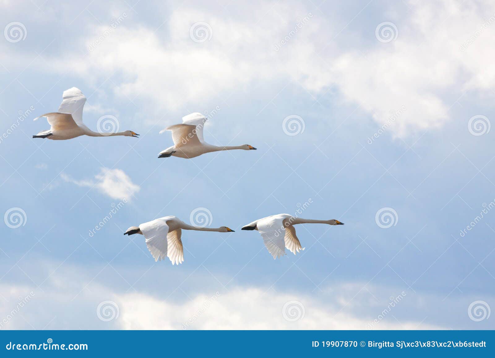 Four whooper swans. stock photo. Image of flying, whooper - 19907870