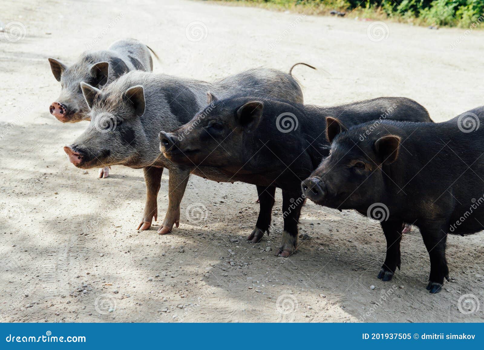 Four Wild Boar Pig Pigs in the Woods Stock Image - Image of nature ...