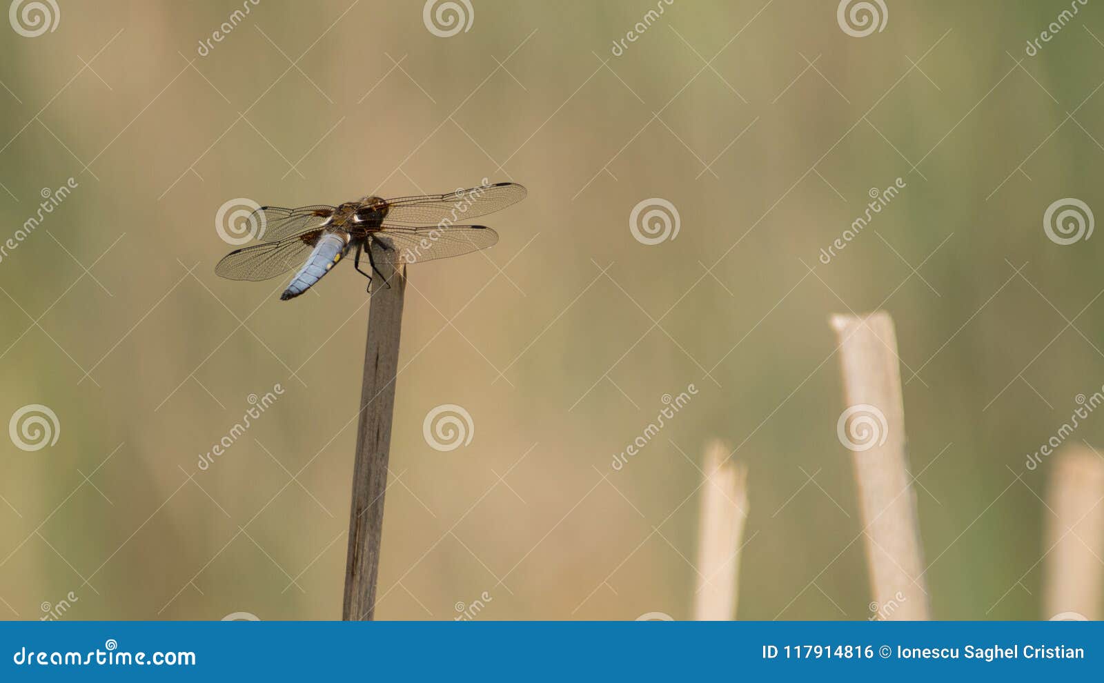The four winged stock photo. Image of summer, dragonfly - 117914816