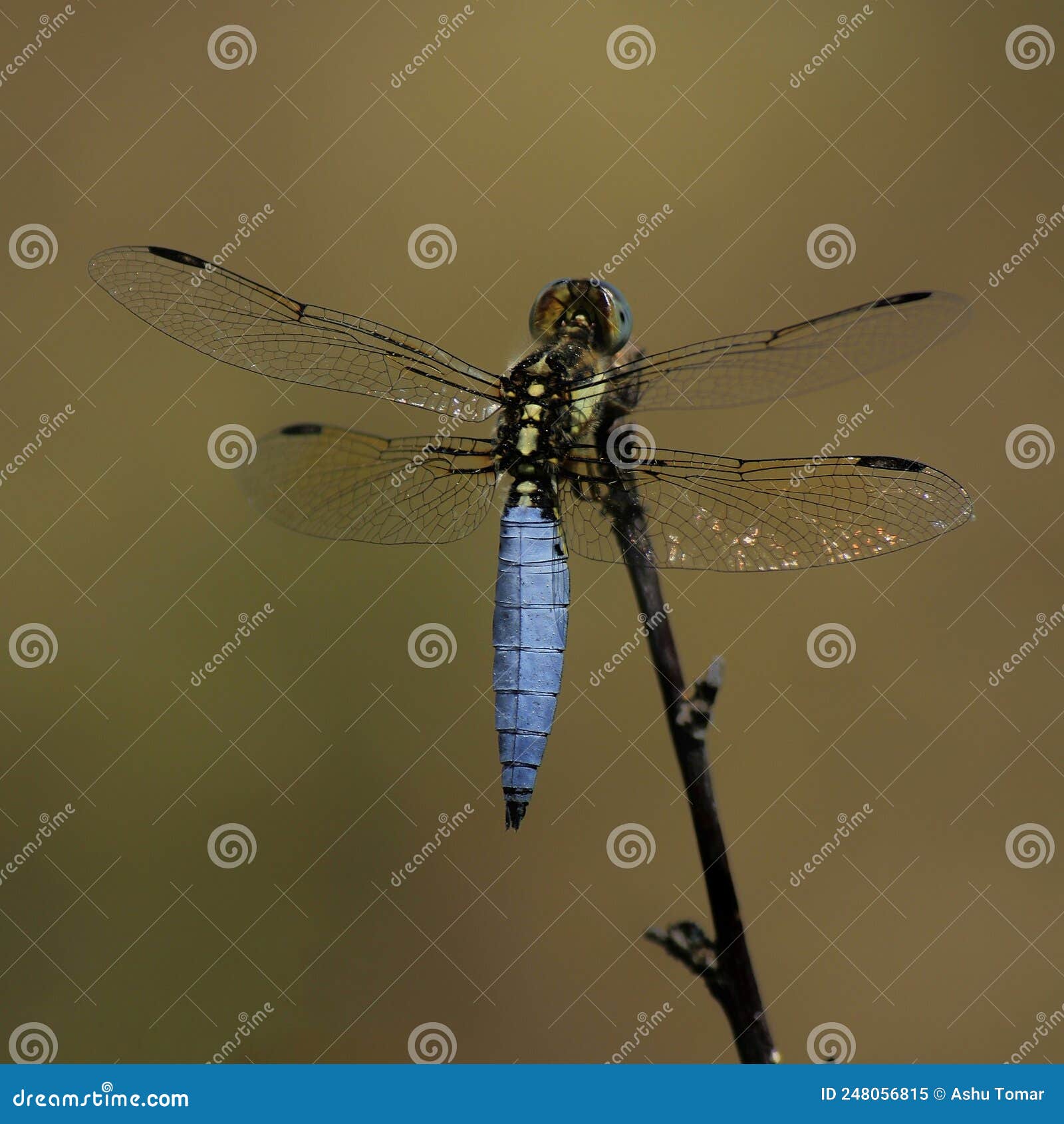 Dragonfly wings stock image. Image of decorative, stockhoto - 248056815
