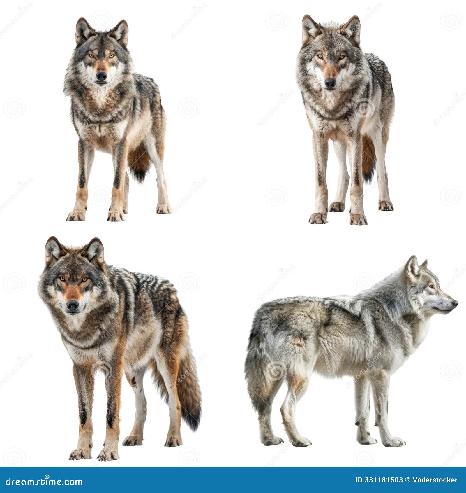 Four wolves are standing stock image. Illustration of white - 331181503