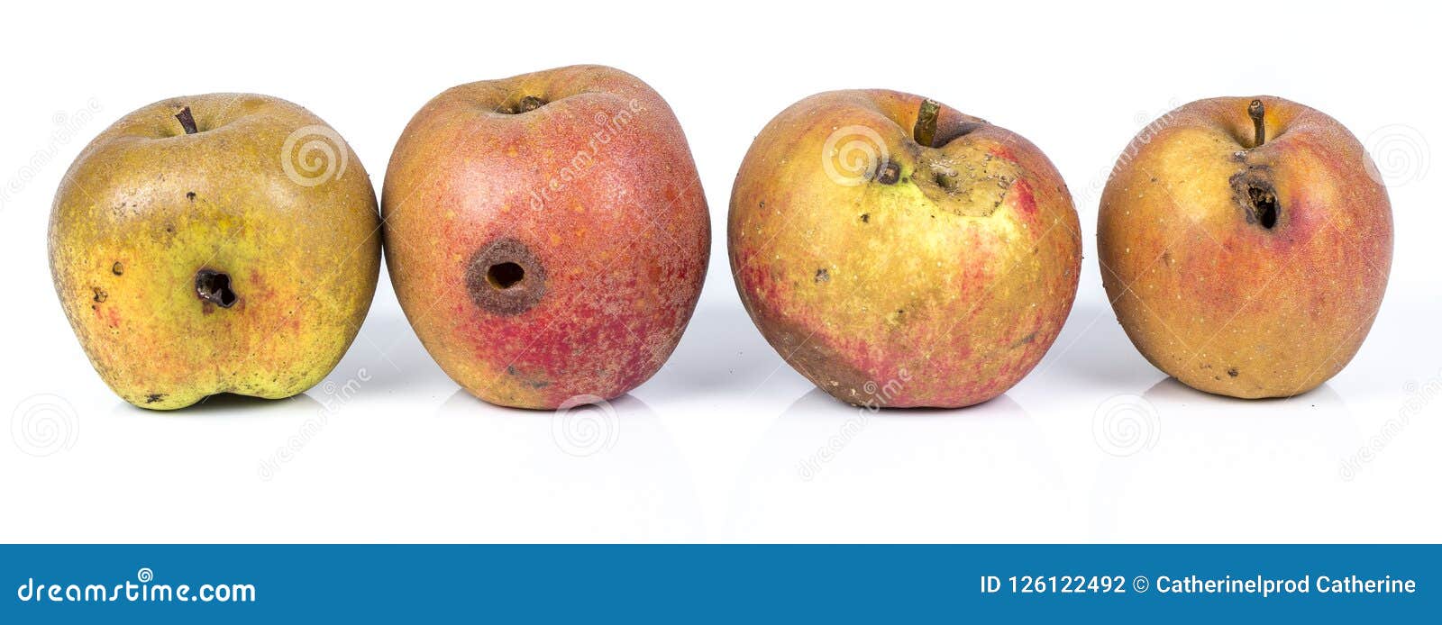 Four Worm Apple Maggot Larva Eating Damaged Apple on White Background ...