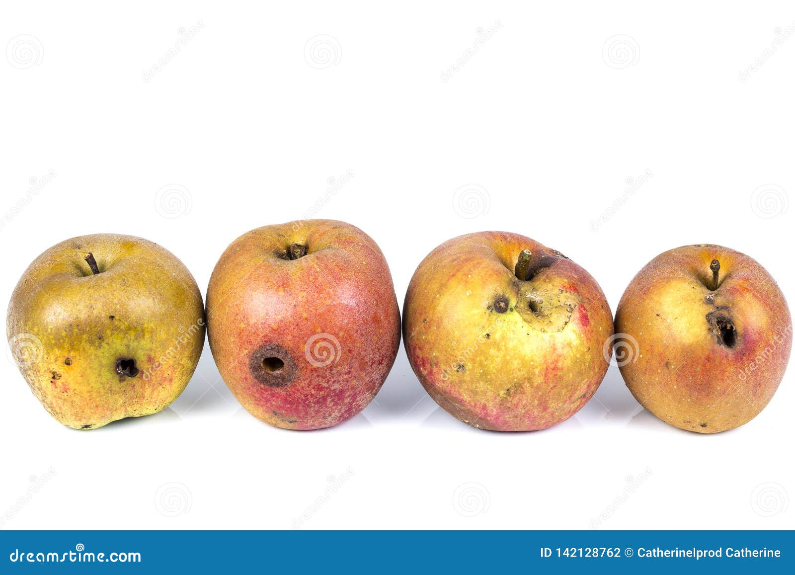Four Worm Apple Maggot Larva Eating Damaged Apple on White Background ...