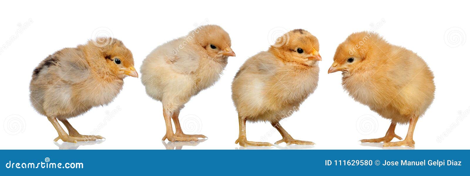 Four yellow chickens stock photo. Image of creature - 111629580