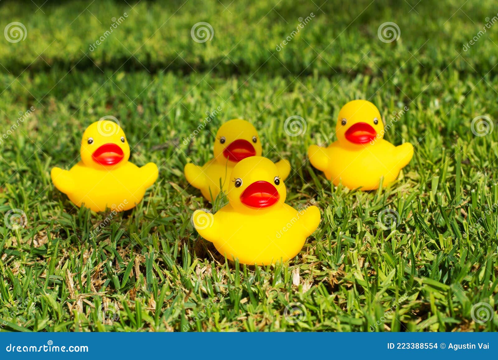 Four Yellow Rubber Ducks on the Grass Stock Photo - Image of bird, cute ...