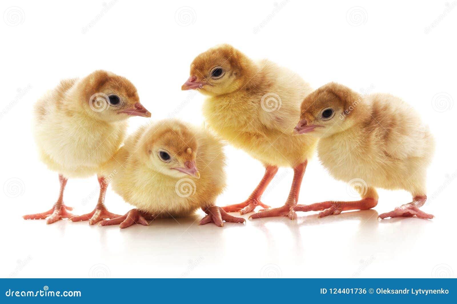 Four yellow turkeys. stock photo. Image of closeup, cute - 124401736