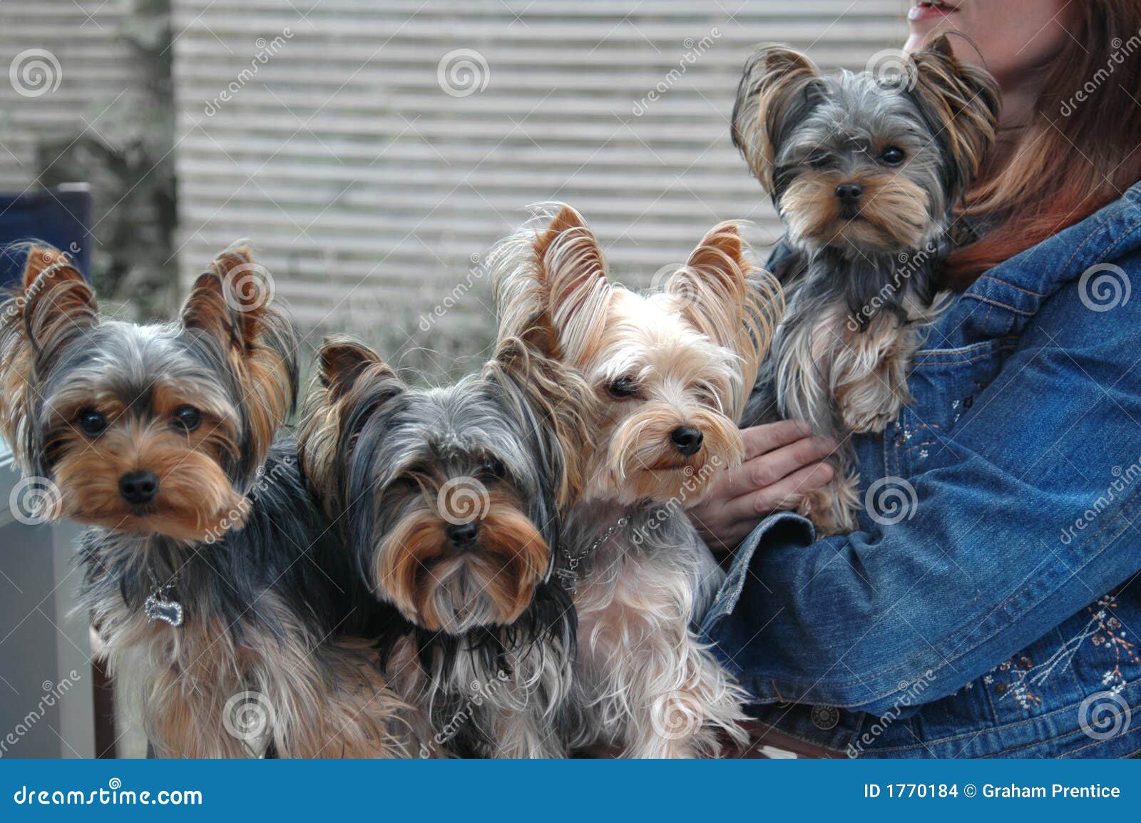 Four Yorkshire Terriers stock photo. Image of playful - 1770184