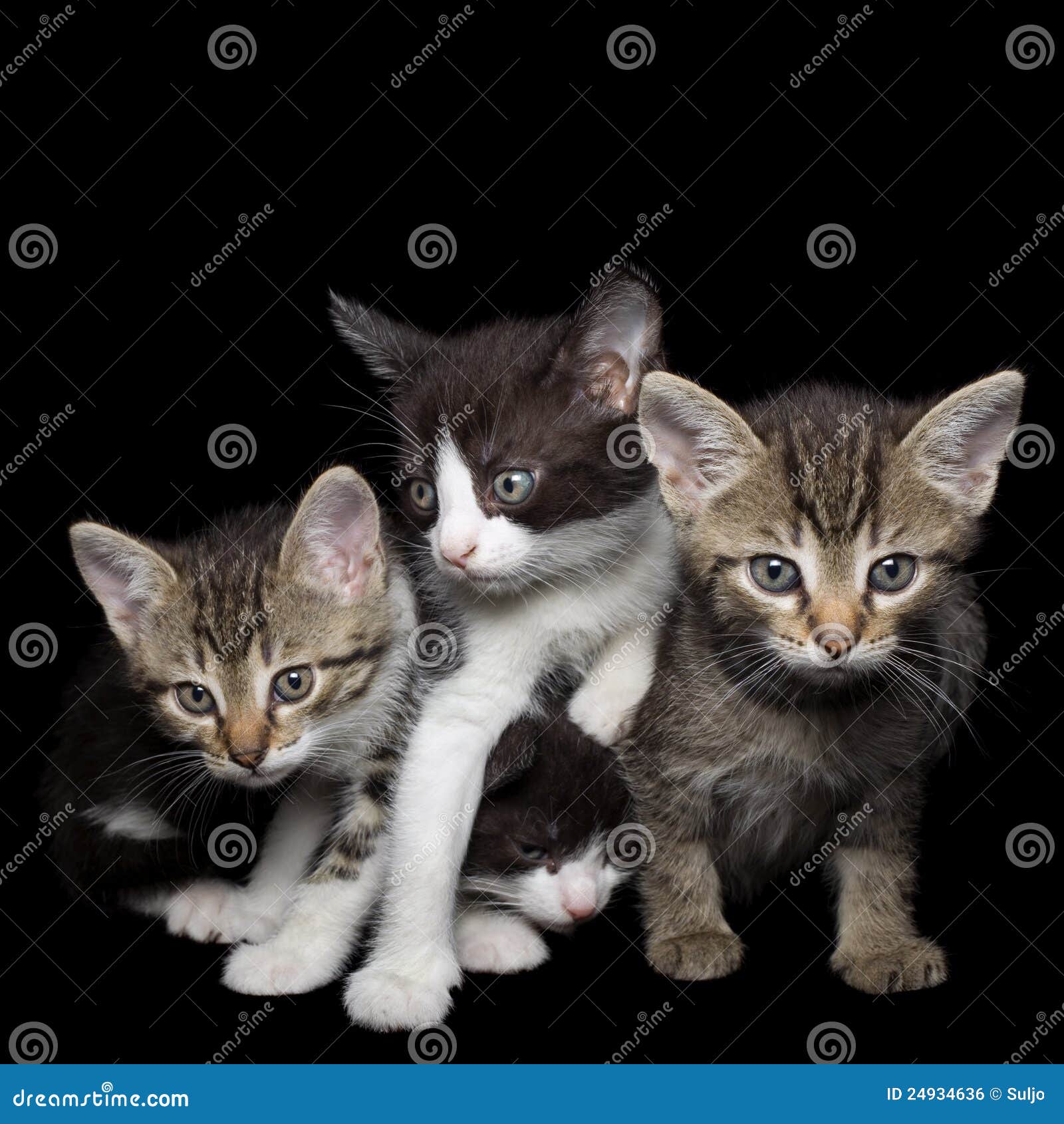 Four Young Cats stock photo. Image of sweet, animal, mammal - 24934636