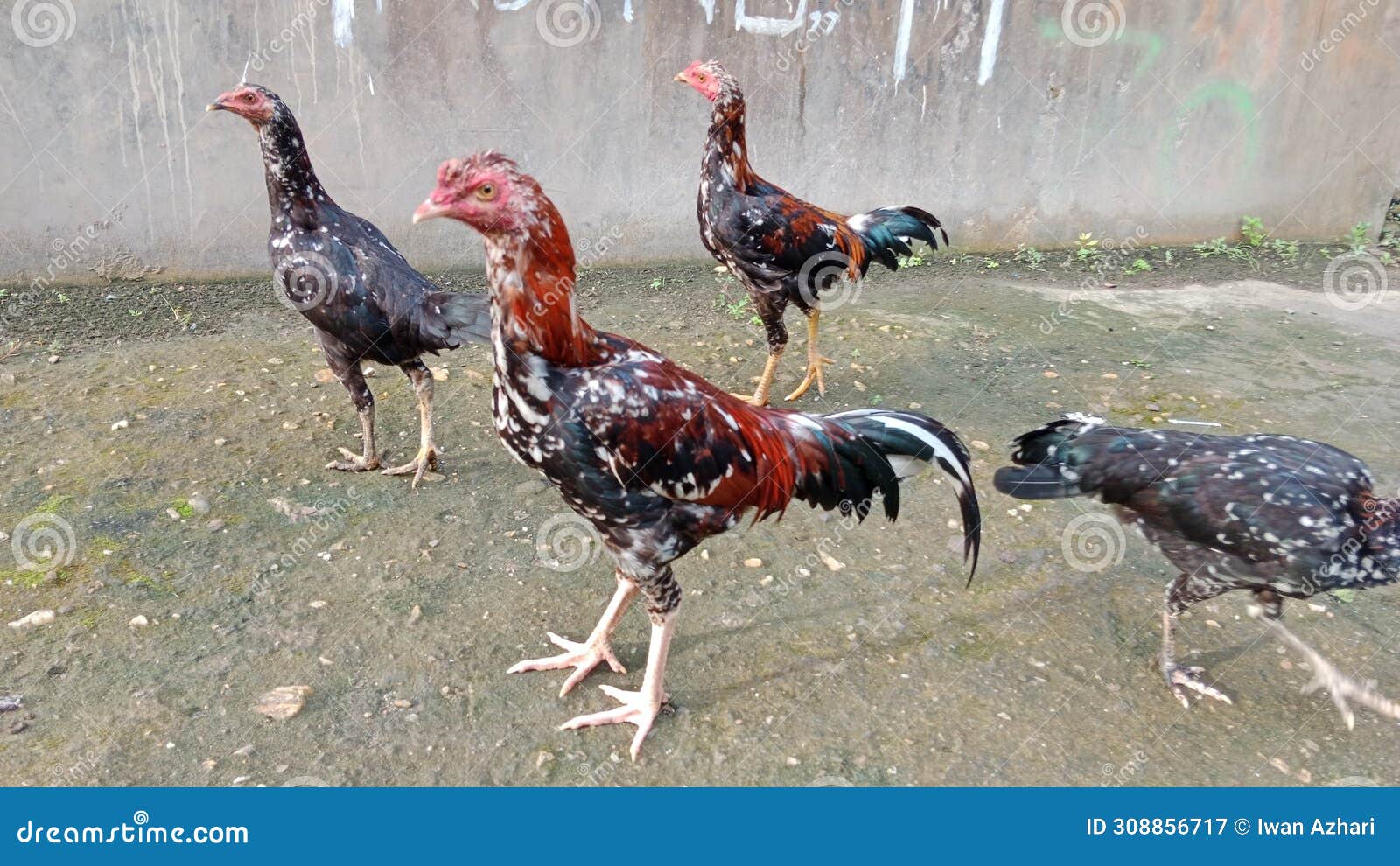 A four Young chickens stock image. Image of four, chicken - 308856717