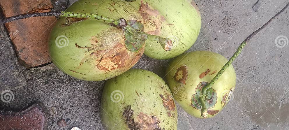 Four young coconuts stock image. Image of tree, food - 267186425