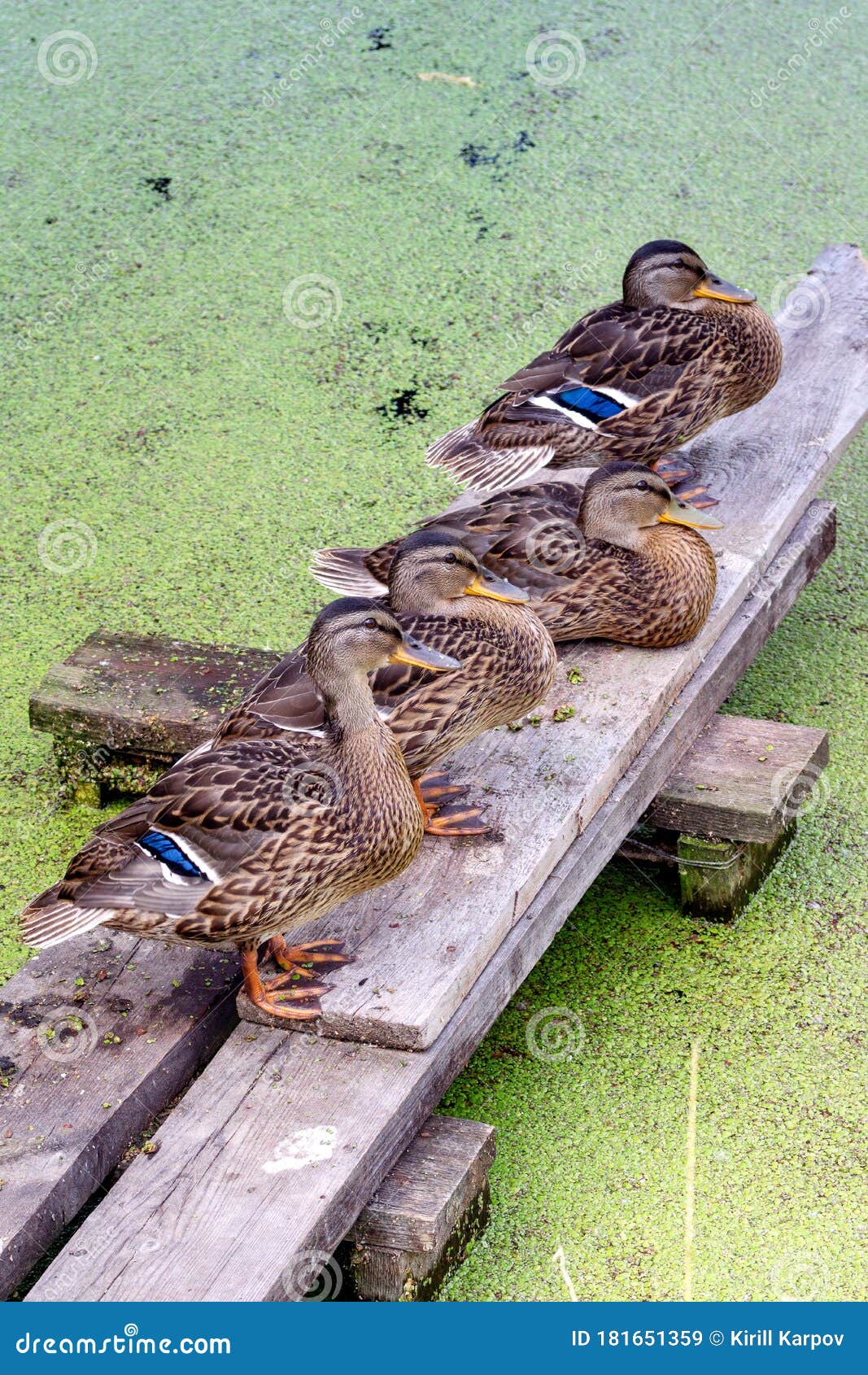 Four Young Ducks Sit on a Wooden Bridge 3 Stock Image - Image of four ...