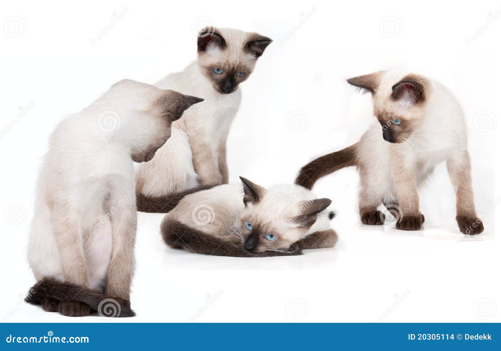 Young Cat Siamese Type ,Mekong Bobtail Trying To Climb A Tree Stock ...