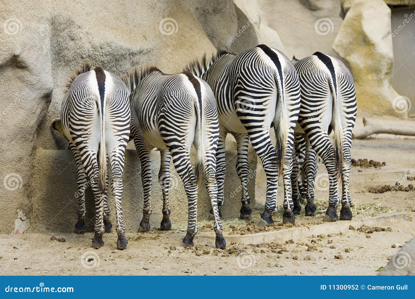 Four Zebra butts stock photo. Image of animal, tail, eating - 11300952