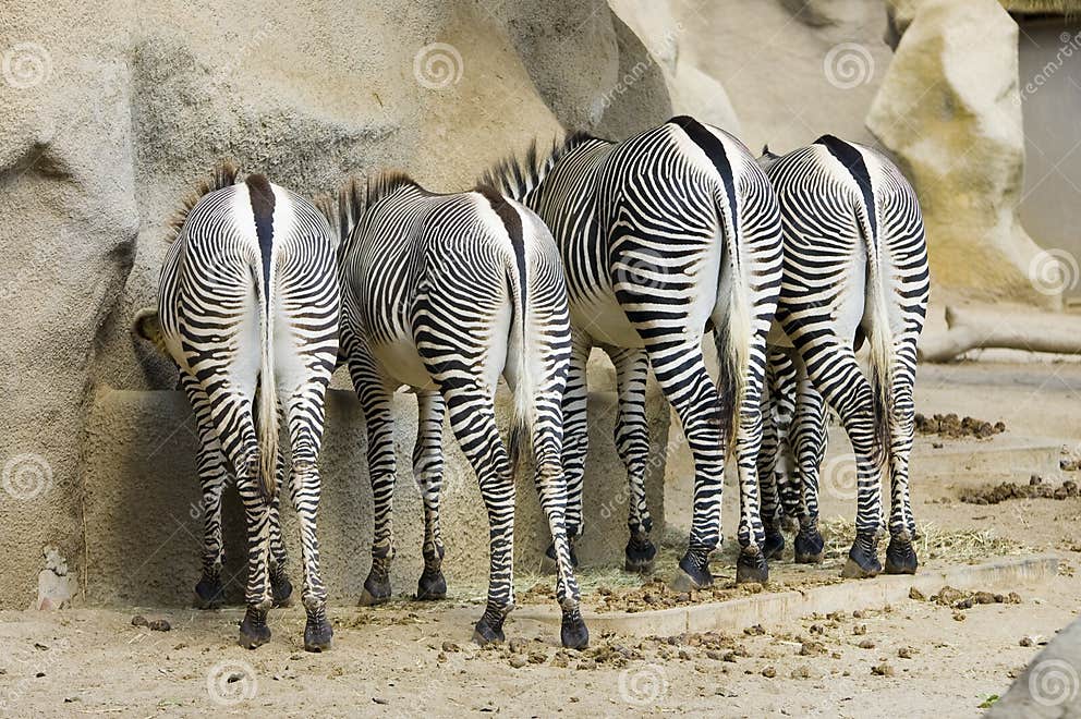 Four Zebra butts stock photo. Image of animal, tail, eating - 11300952
